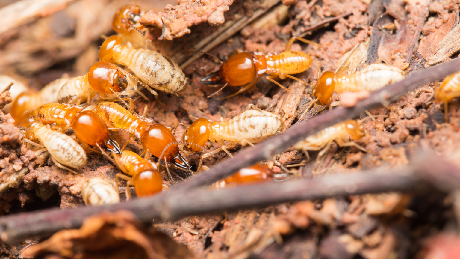 Termite Control - Enviro-Care Pest & Termite Control, Inc.